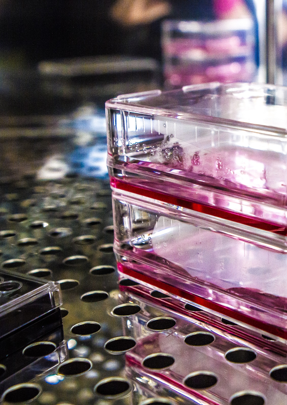 Why Test for Mycoplasma in My Cell Culture? | GoldBio