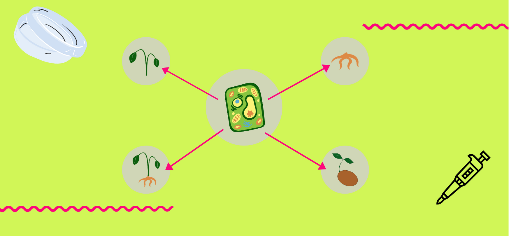 The 4 Key factors influencing the in vitro plant regeneration | GoldBio