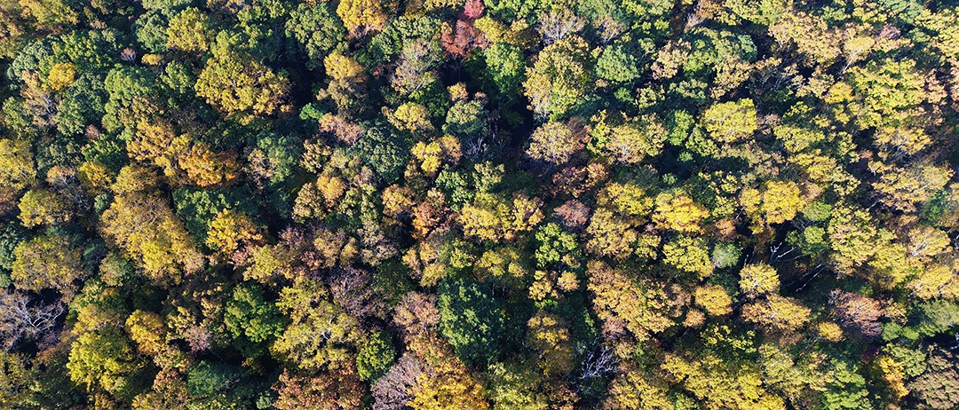 Old Glebe Point Road – Commonwealth Land