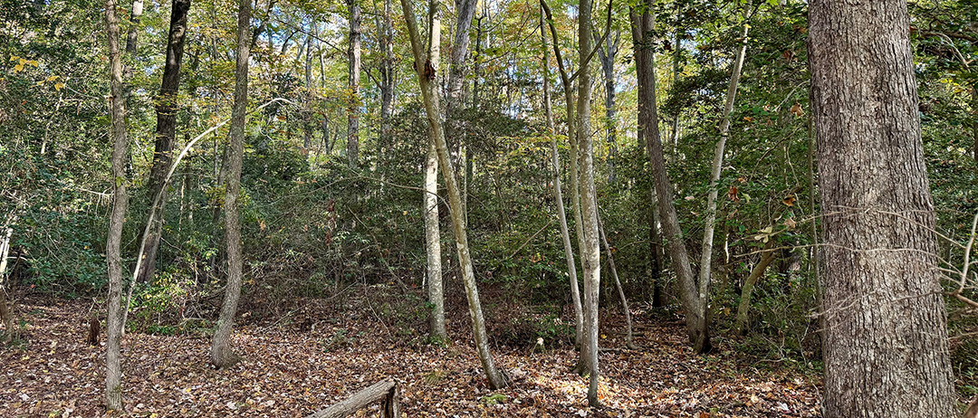 Old Glebe Point Road – Commonwealth Land