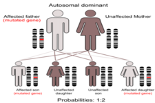 Polygenic Traits ( Assessments ) | Life Science | CK-12 Foundation
