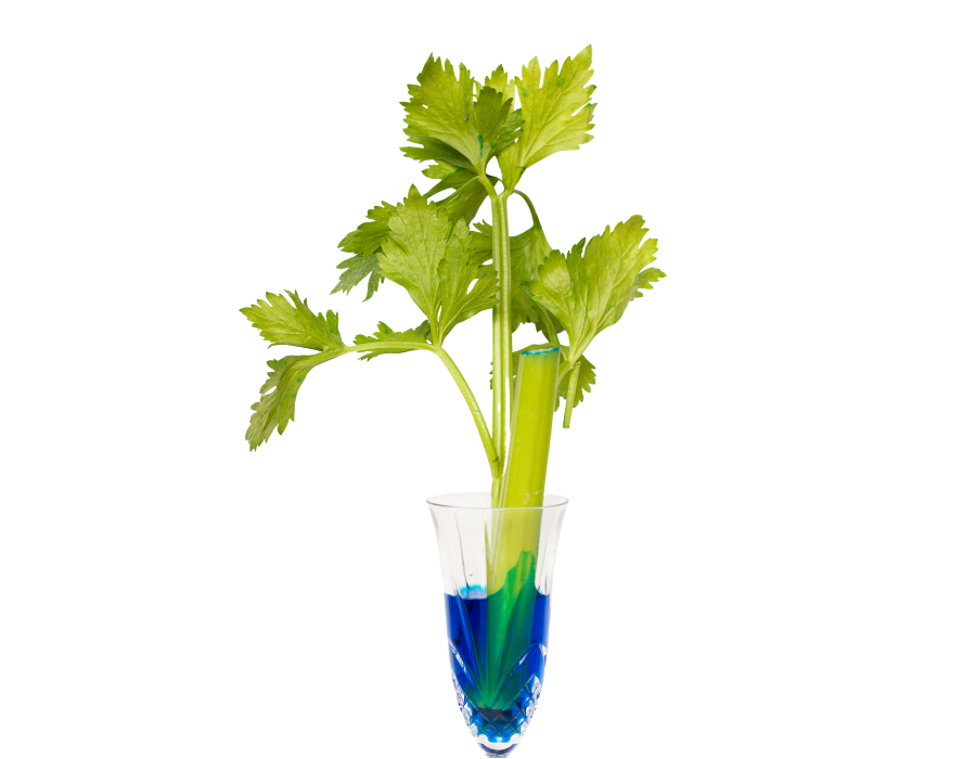 Humans Can Harm Earth