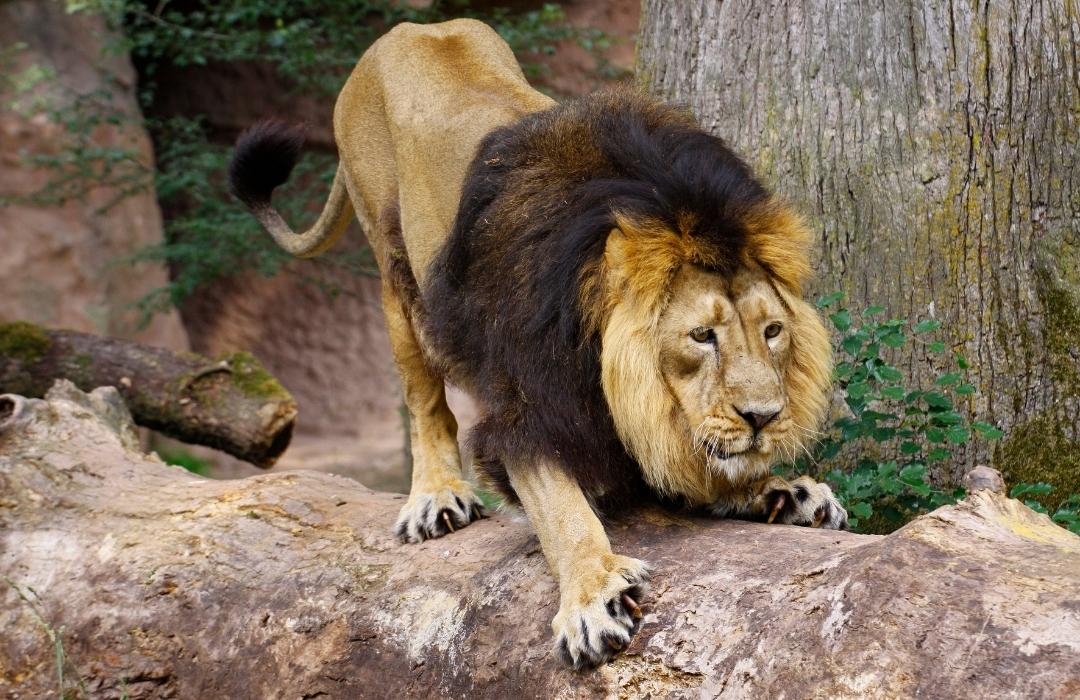 Animal Adaptation Practice