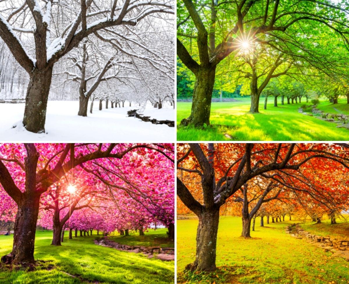 Coniferous and Deciduous