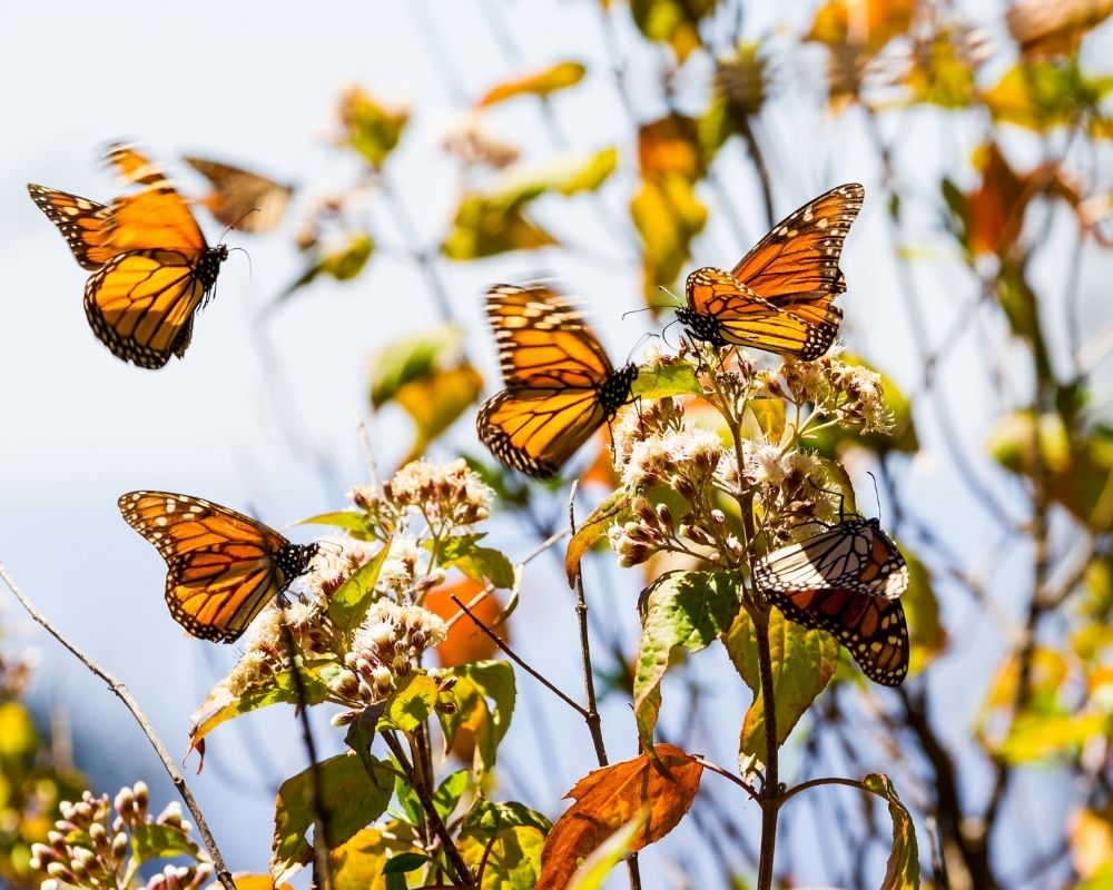 Let’s Learn About Migration