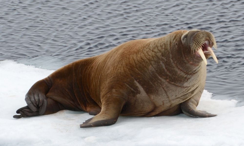 Let’s Learn About Blubber