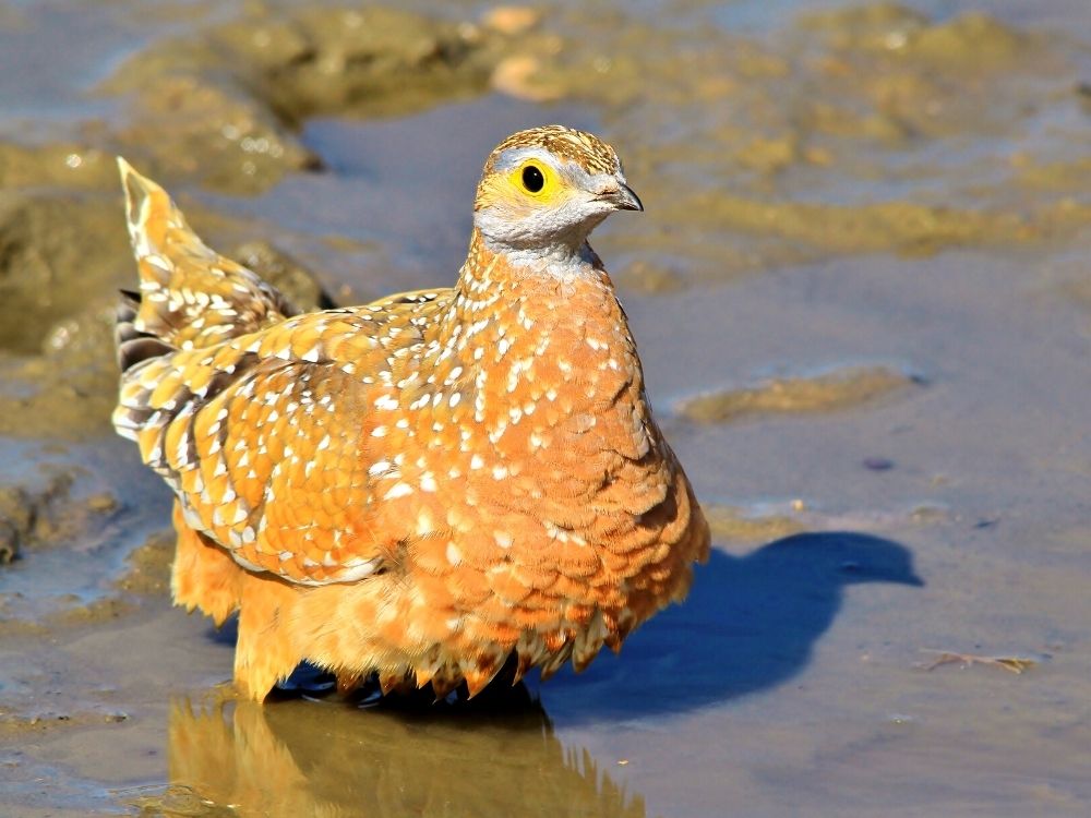 Let’s Learn: Animal Survival