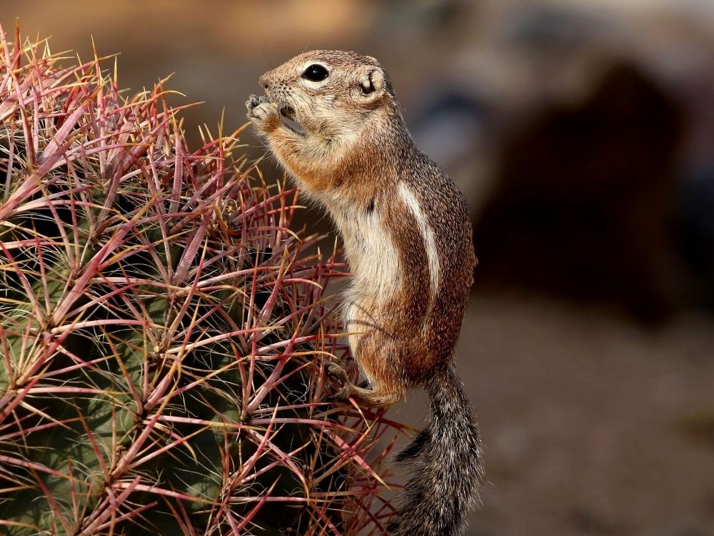 Desert Animals Practice