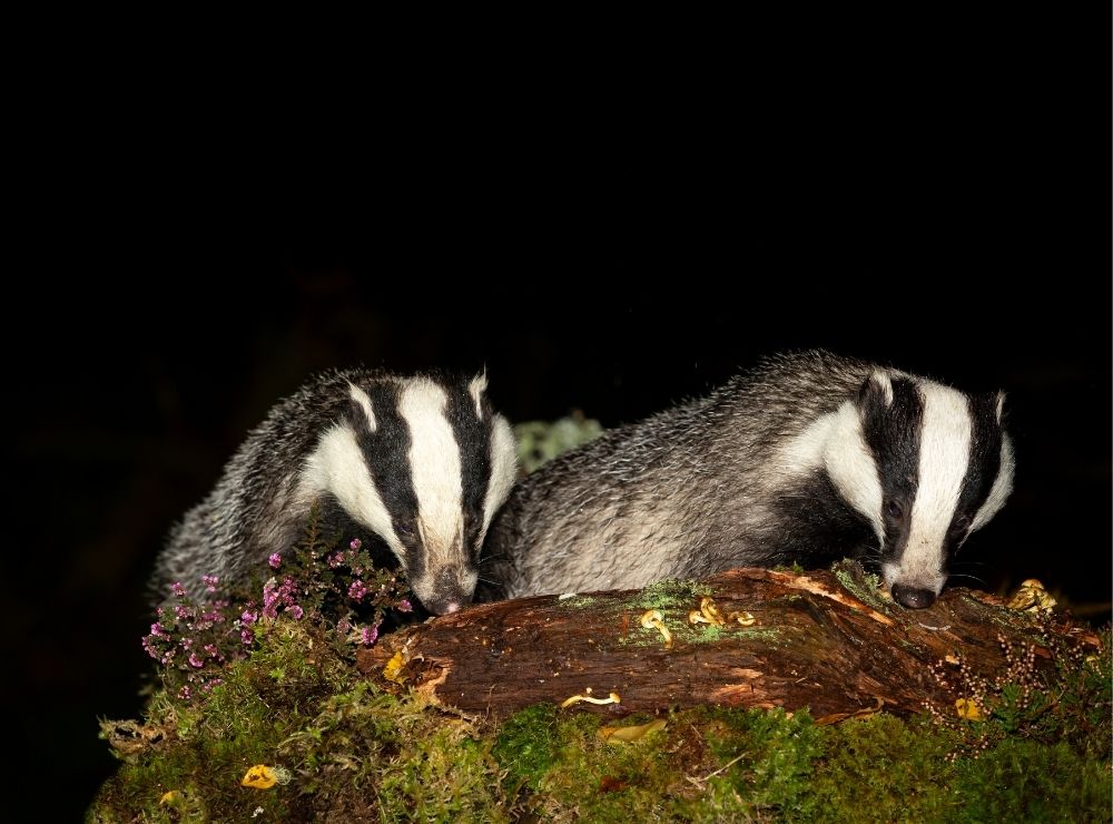 Nocturnal and Diurnal Animals