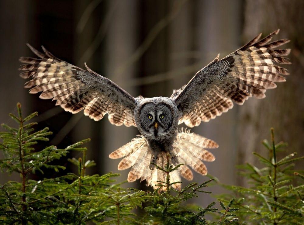 Nocturnal and Diurnal Animals