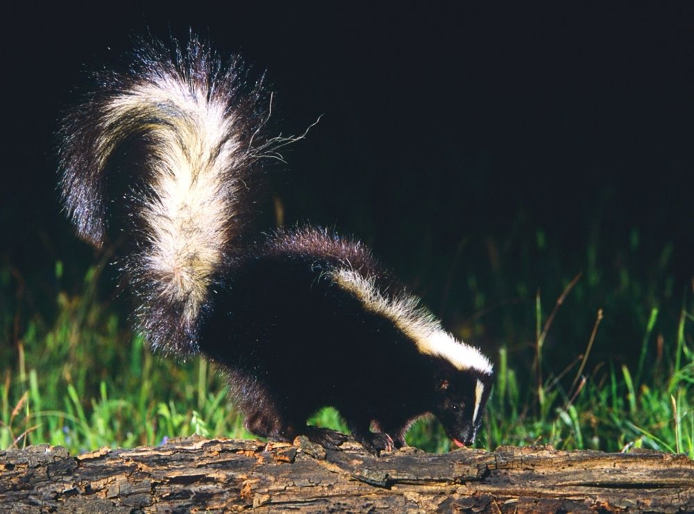 Nocturnal and Diurnal Animals