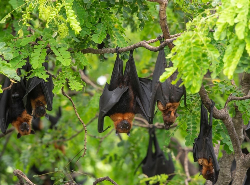 Let’s Learn About Bats
