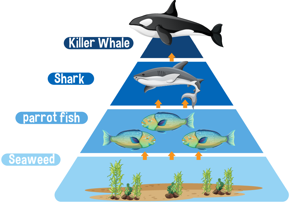 Ocean Ecosystems