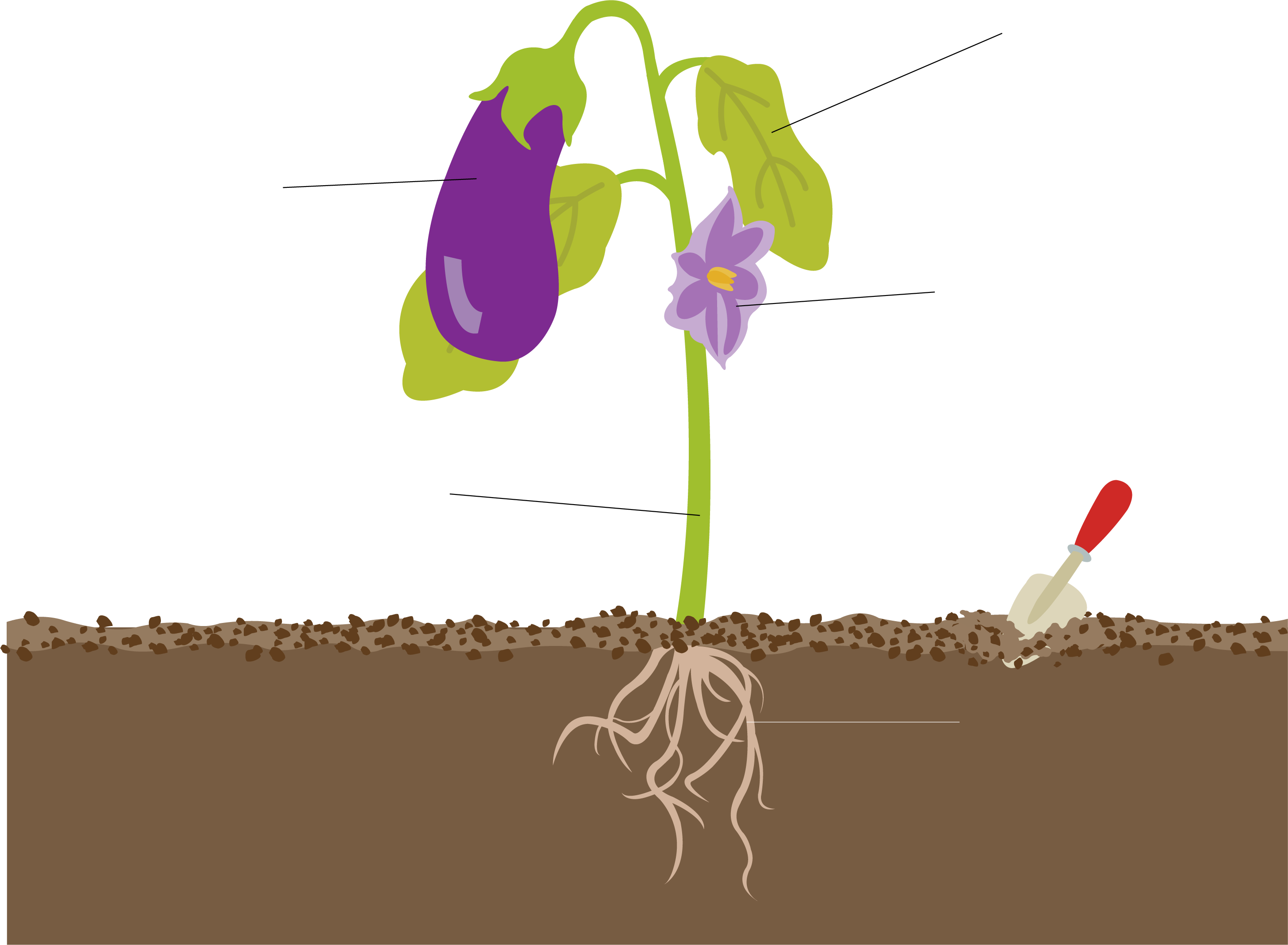 Parts of a Plant