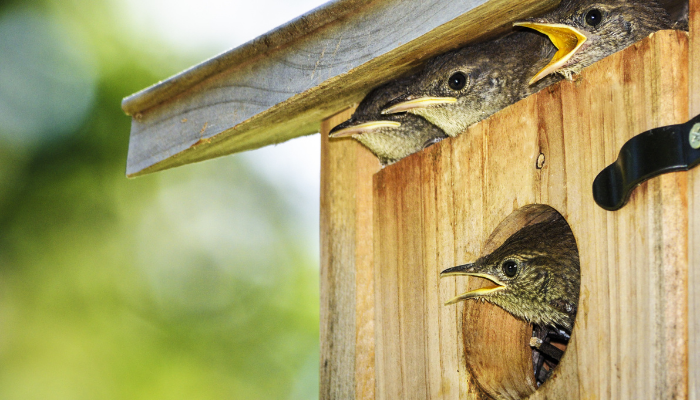 Bird Homes