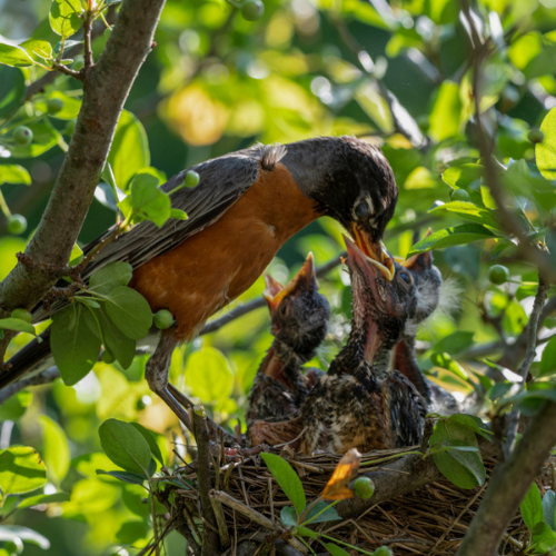 Nesting Behavior Practice