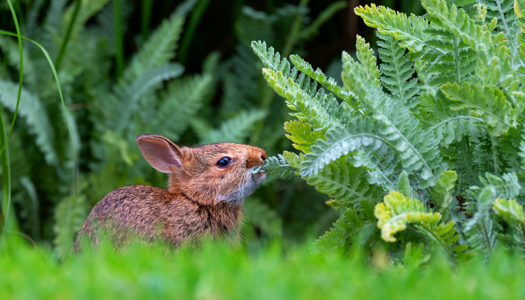 Energy in Food Chains