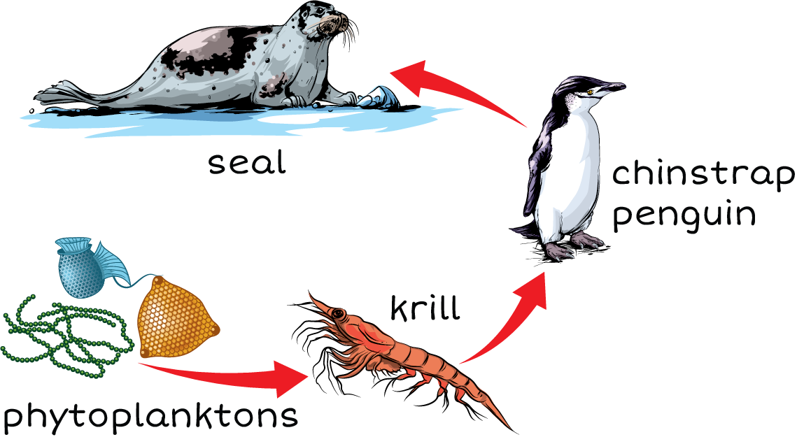 Energy in Food Chains