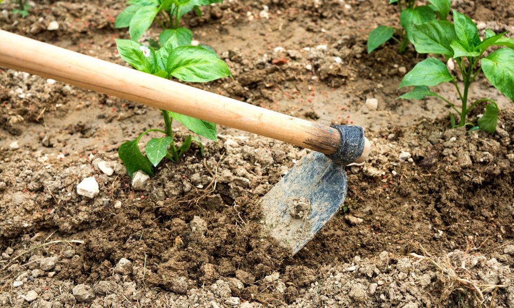 Let’s Learn About Gardening