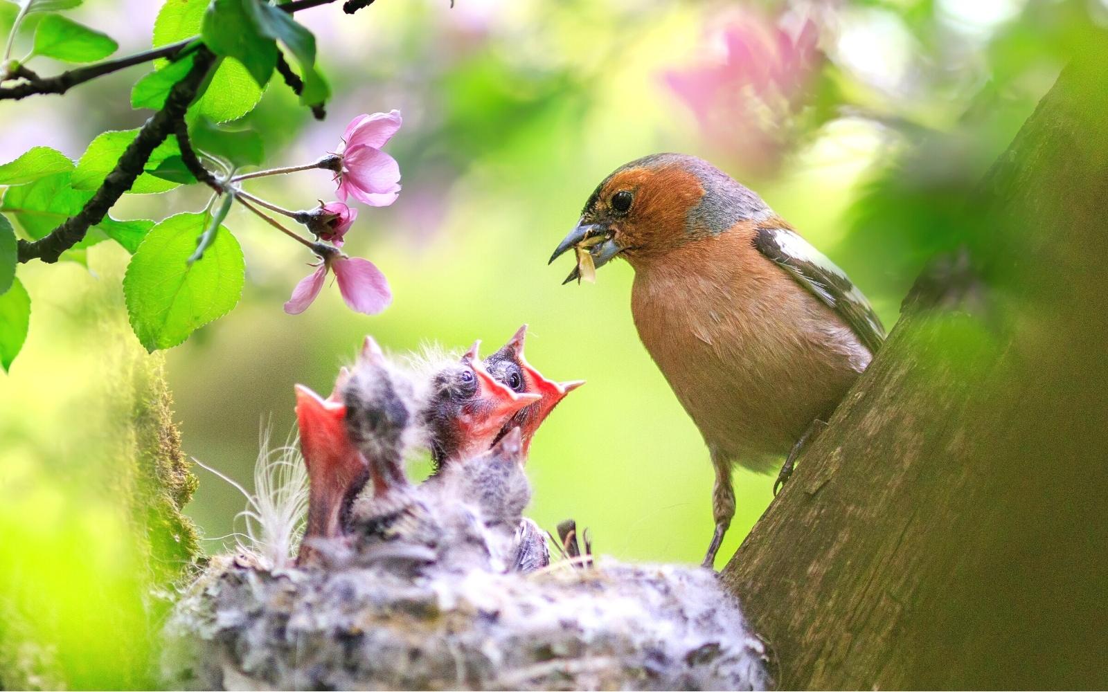 Let’s Learn About Birds in Seasons
