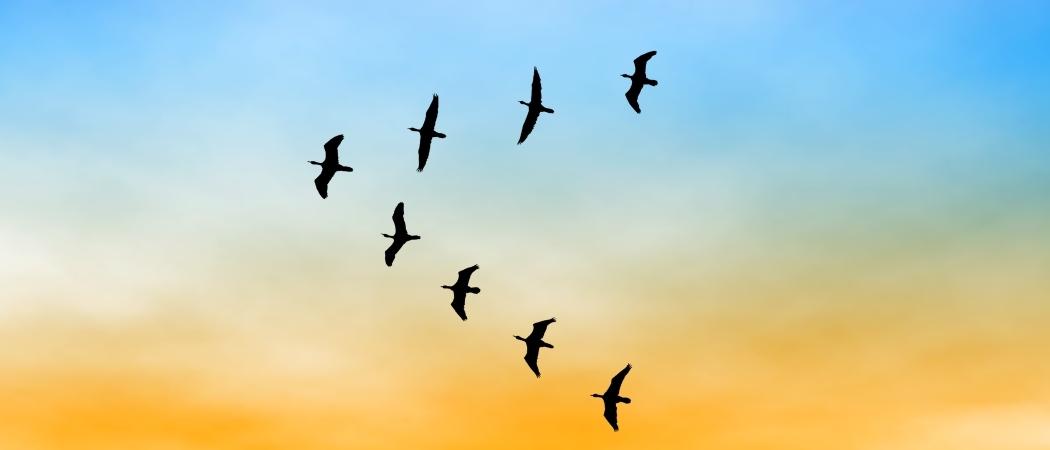 Birds in the Seasons Practice