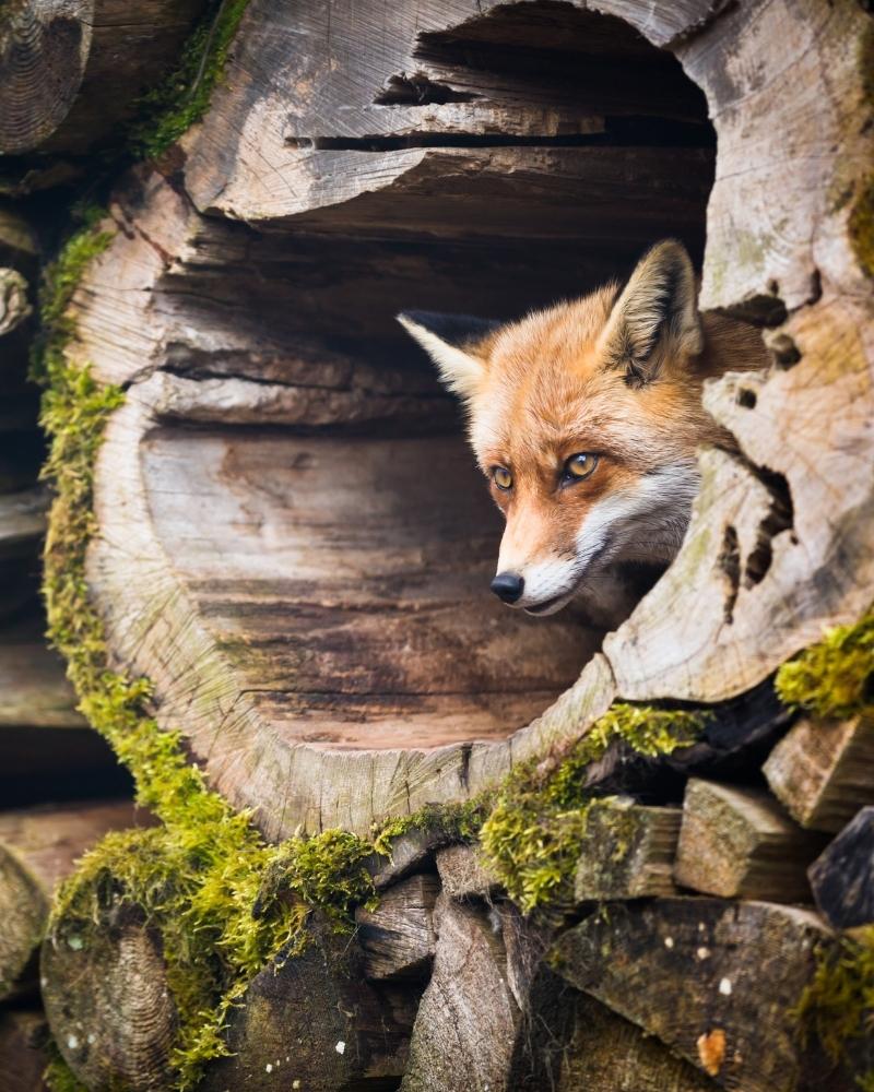 Introduction to Animal Needs