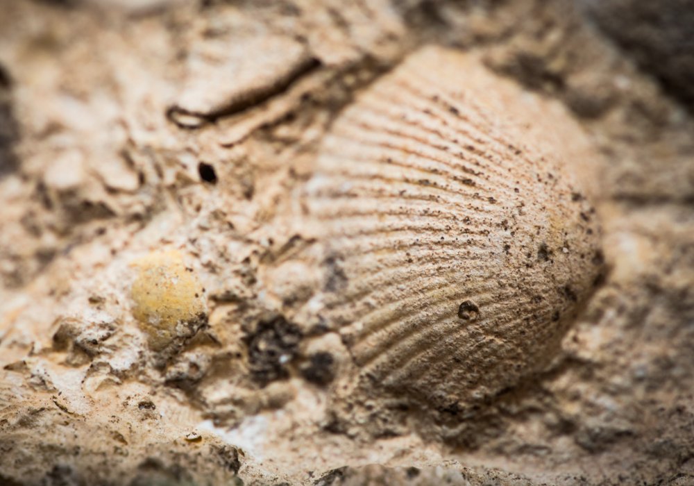 Let’s Practice: Identify the Types of Fossils