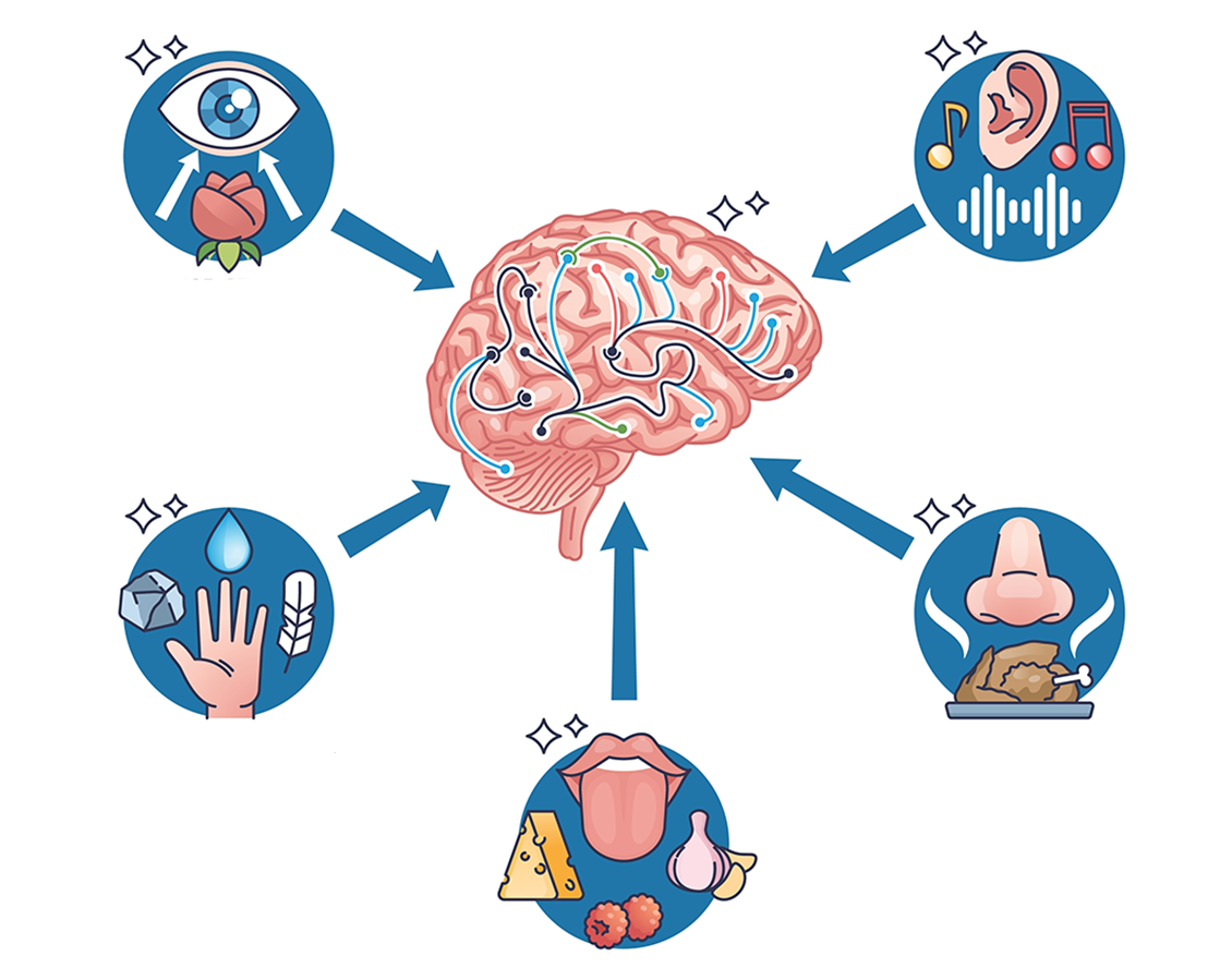 Stimulus and Response