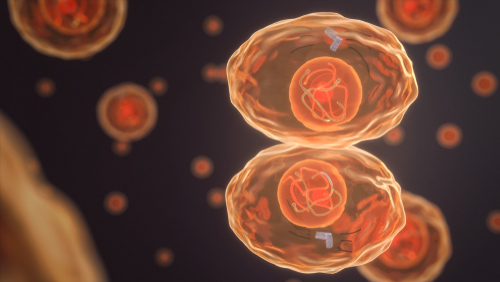 Cytokinesis and Interphase