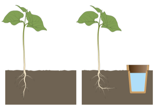 Thigmotropism and Hydrotropism