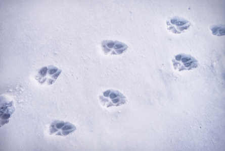 Track That Animal