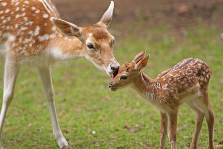 Animals and Their Offspring