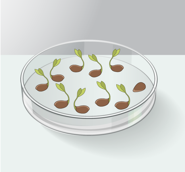 Seed Pollution Online Lab Activity