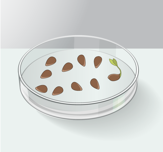 Seed Pollution Online Lab Activity