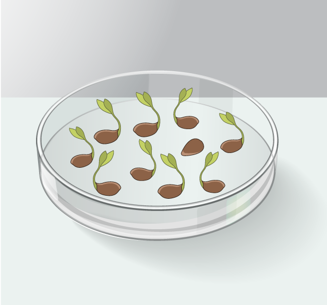 Seed Pollution Online Lab Activity