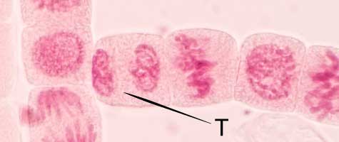 Assignment: Mitosis Online Lab