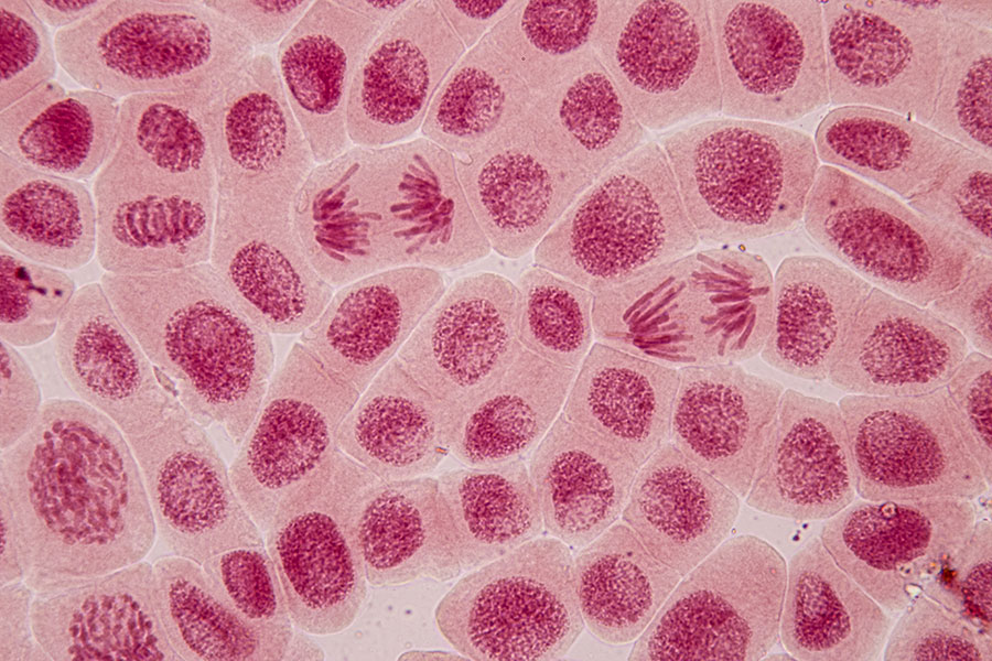 Assignment: Mitosis Online Lab