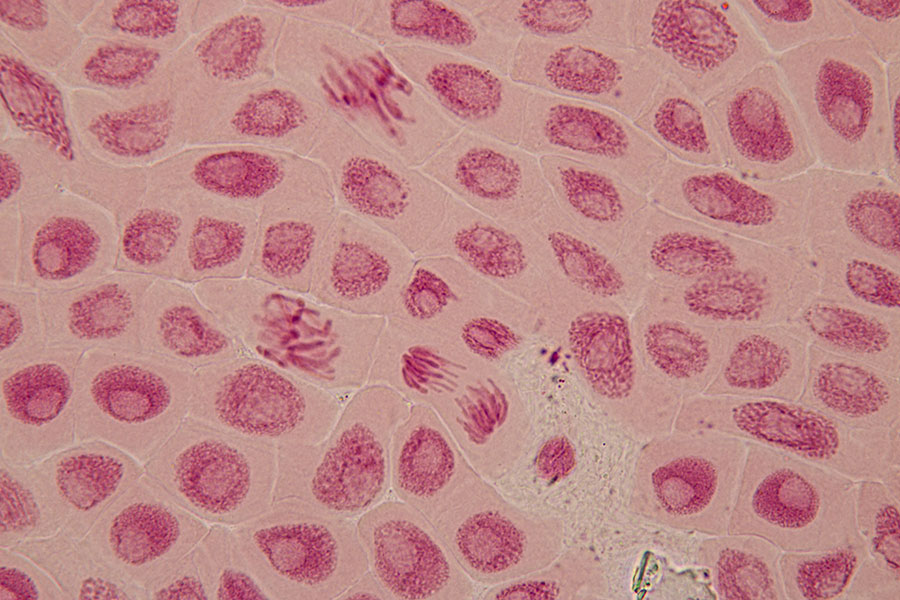 Assignment: Mitosis Online Lab