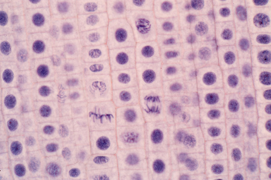 Assignment: Mitosis Online Lab