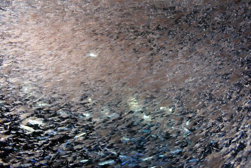 Marine Science Sample