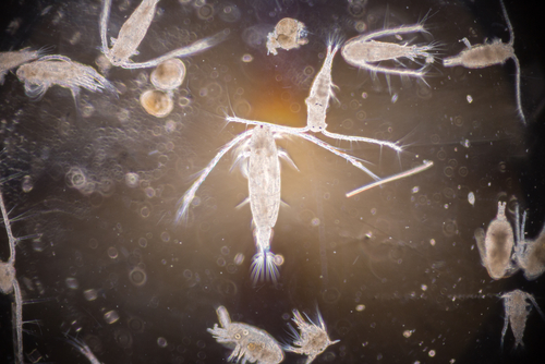 Marine Science Sample