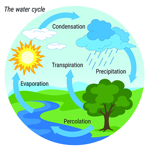 Transpiration & the Water Cycle
