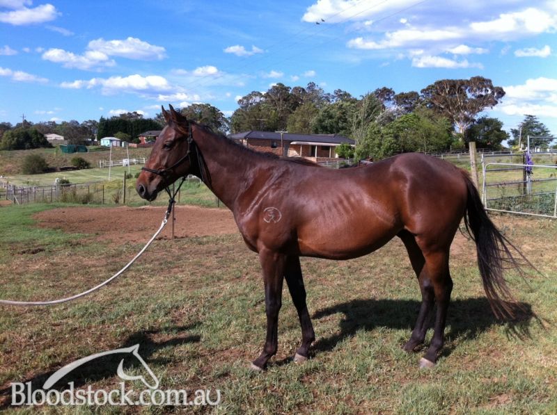 Bloodstock listing - Outstanding Individual - Bloodstock.com.au