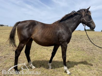 Thoroughbred horses for sale, Stallion Profiles, Racehorse Shares on ...