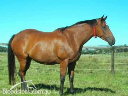 Bloodstock listing - WELL BRED MARE IN FOAL TO CHAMPION GROUP 1 ...