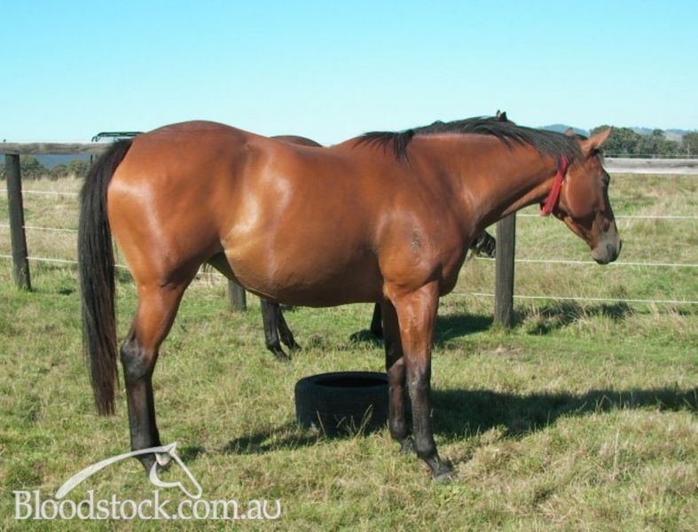 Bloodstock listing - WELL BRED MARE IN FOAL TO CHAMPION GROUP 1 ...