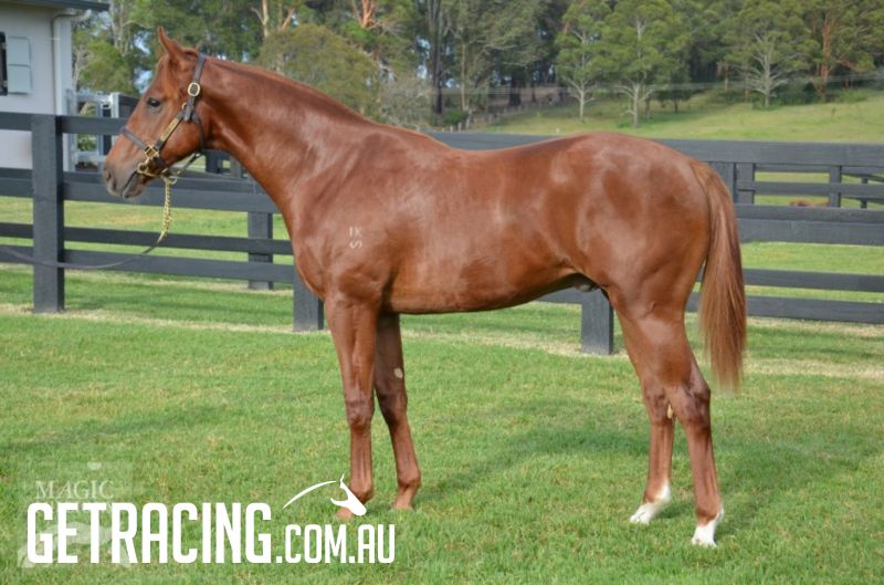 Bloodstock listing - Stallion Pedigree and Amazing Individual. Ticks ...
