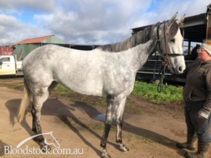 Thoroughbred horses for sale, Stallion Profiles, Racehorse Shares on ...