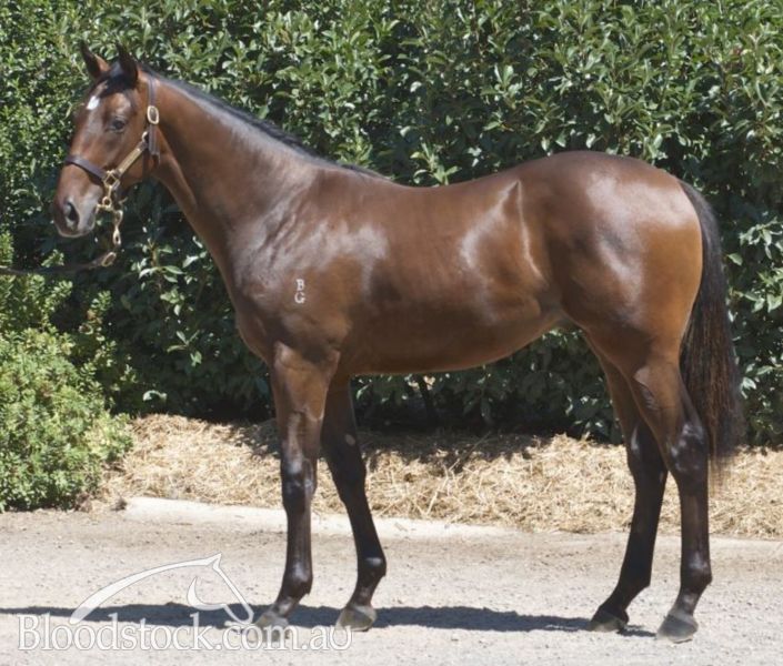 Bloodstock listing - **SOLD** 3yo son of PIERRO from a Listed Mare in ...