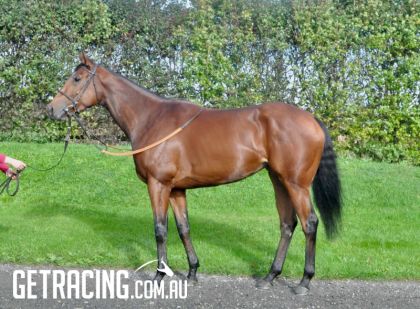 Thoroughbred horses for sale, Stallion Profiles, Racehorse Shares on ...